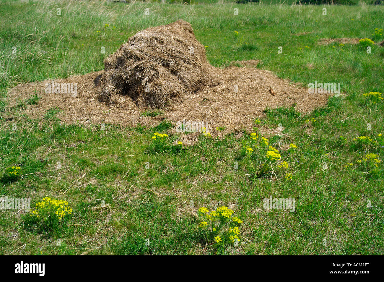 Small heap of dry hay lying on green grass meadow Stock Photo - Alamy