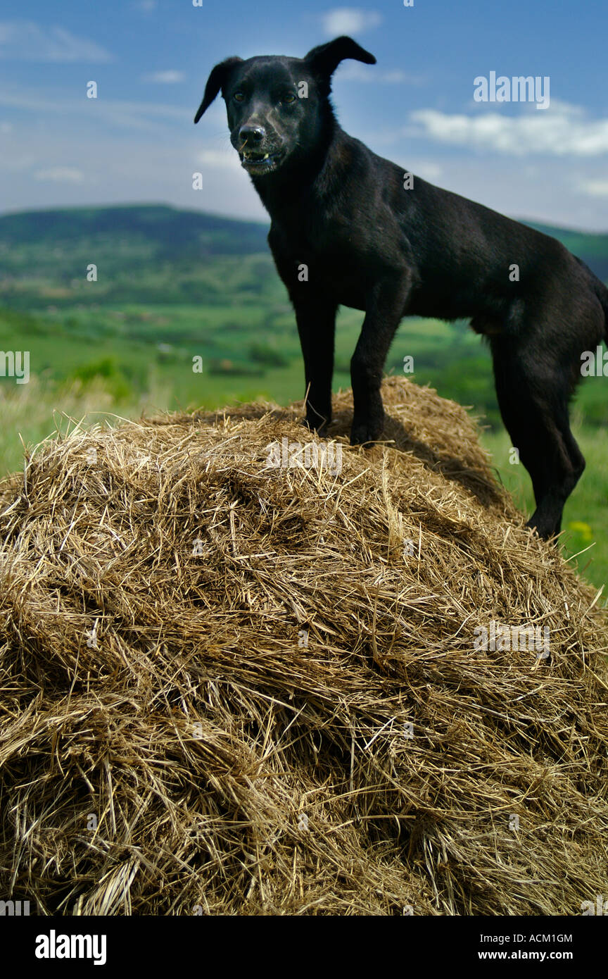 Black dog and Small heap of dry hay lying on green grass meadow, Slovak ...