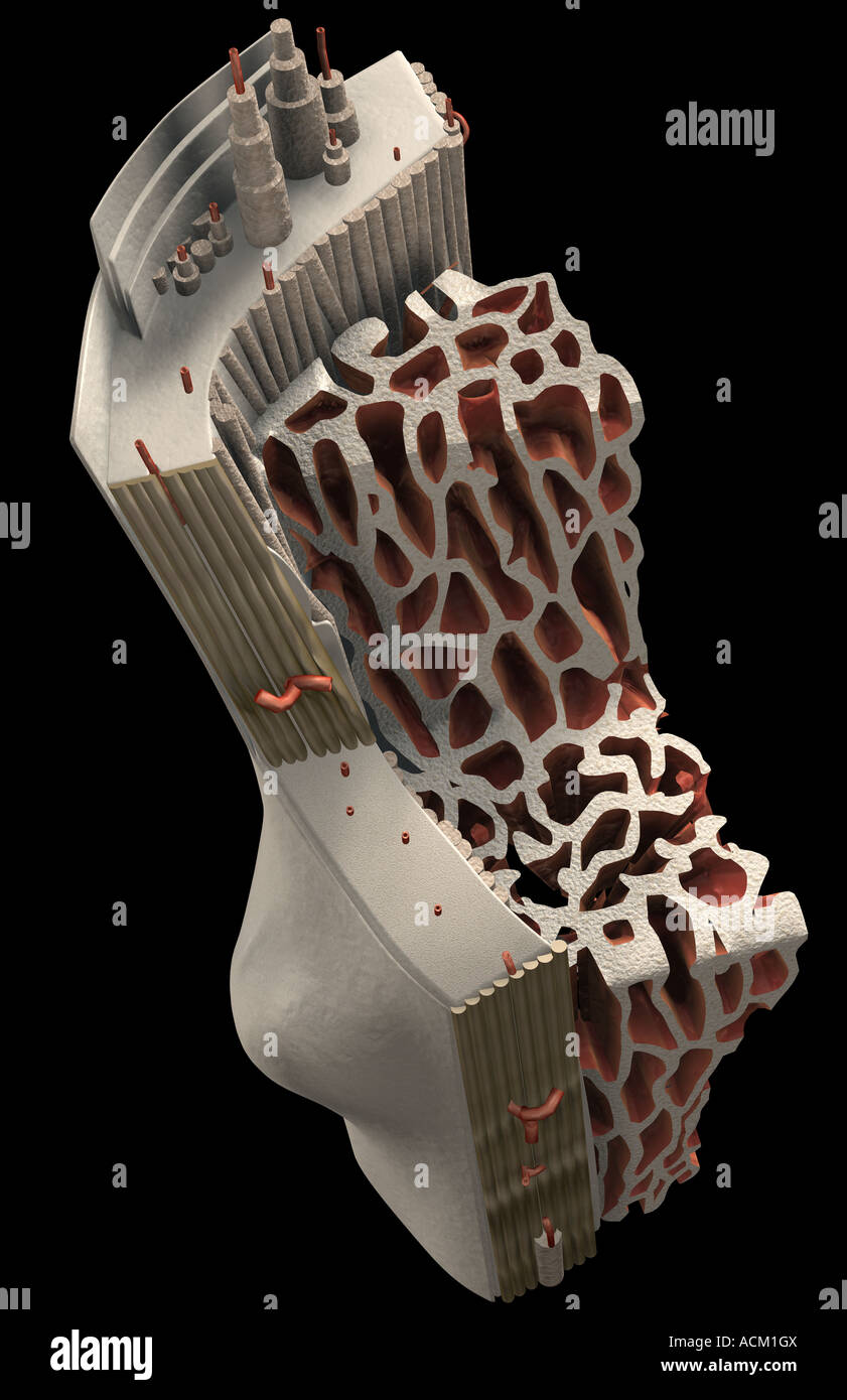 Bone internal structure Stock Photo - Alamy