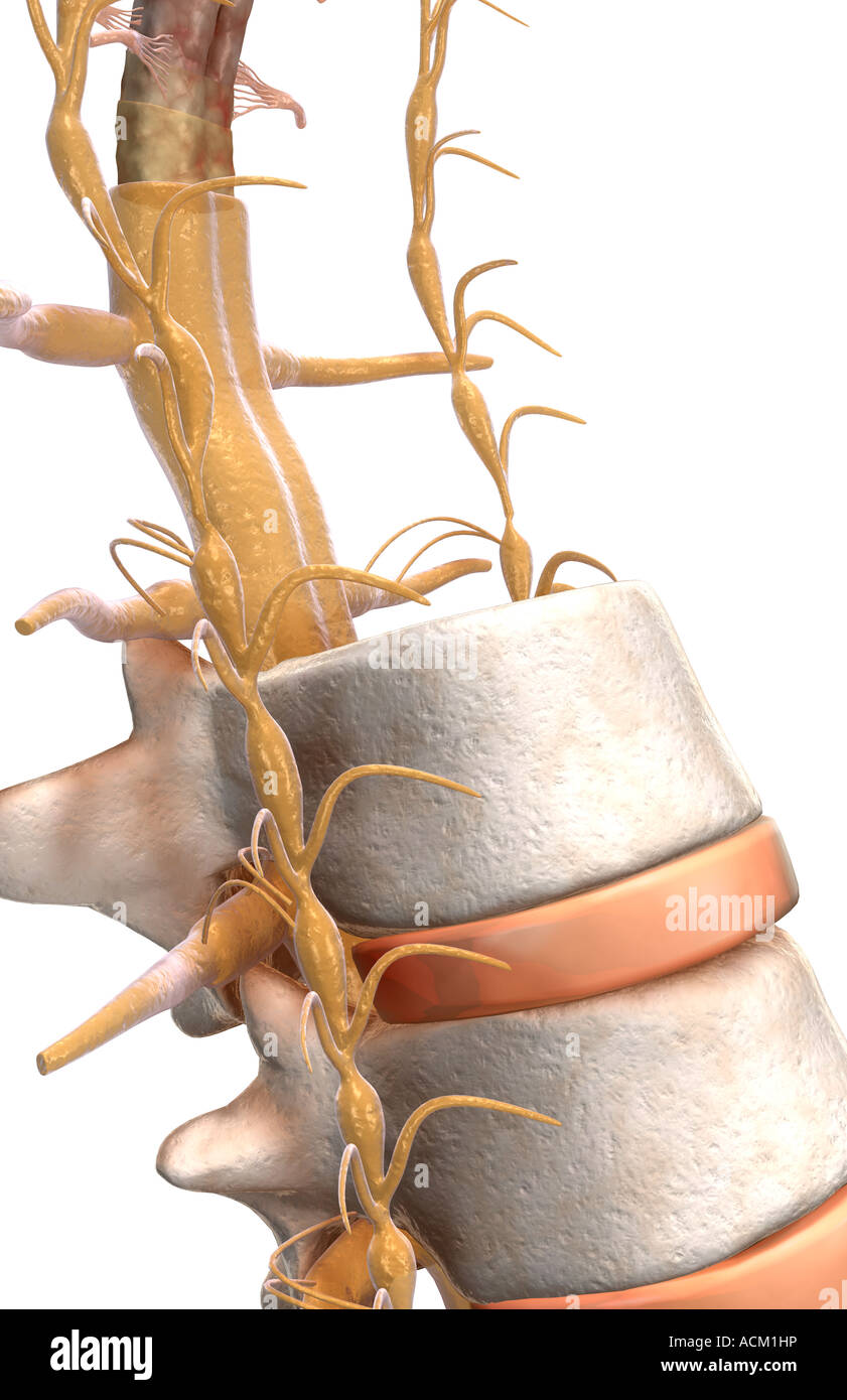 Dorsal view of spinal cord hi-res stock photography and images - Alamy