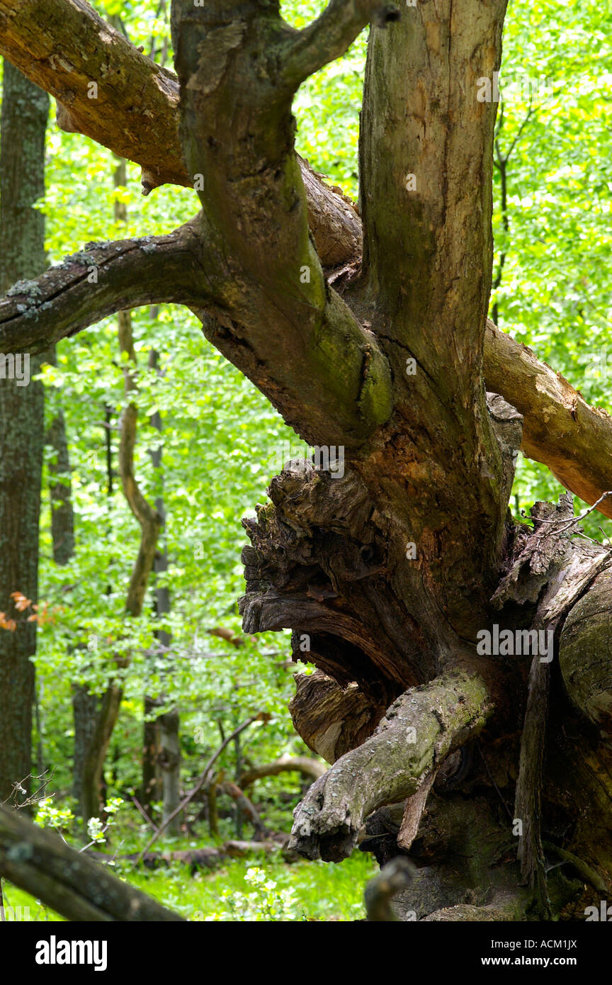 Twisted dead tree trunk in deep forest Stock Photo - Alamy