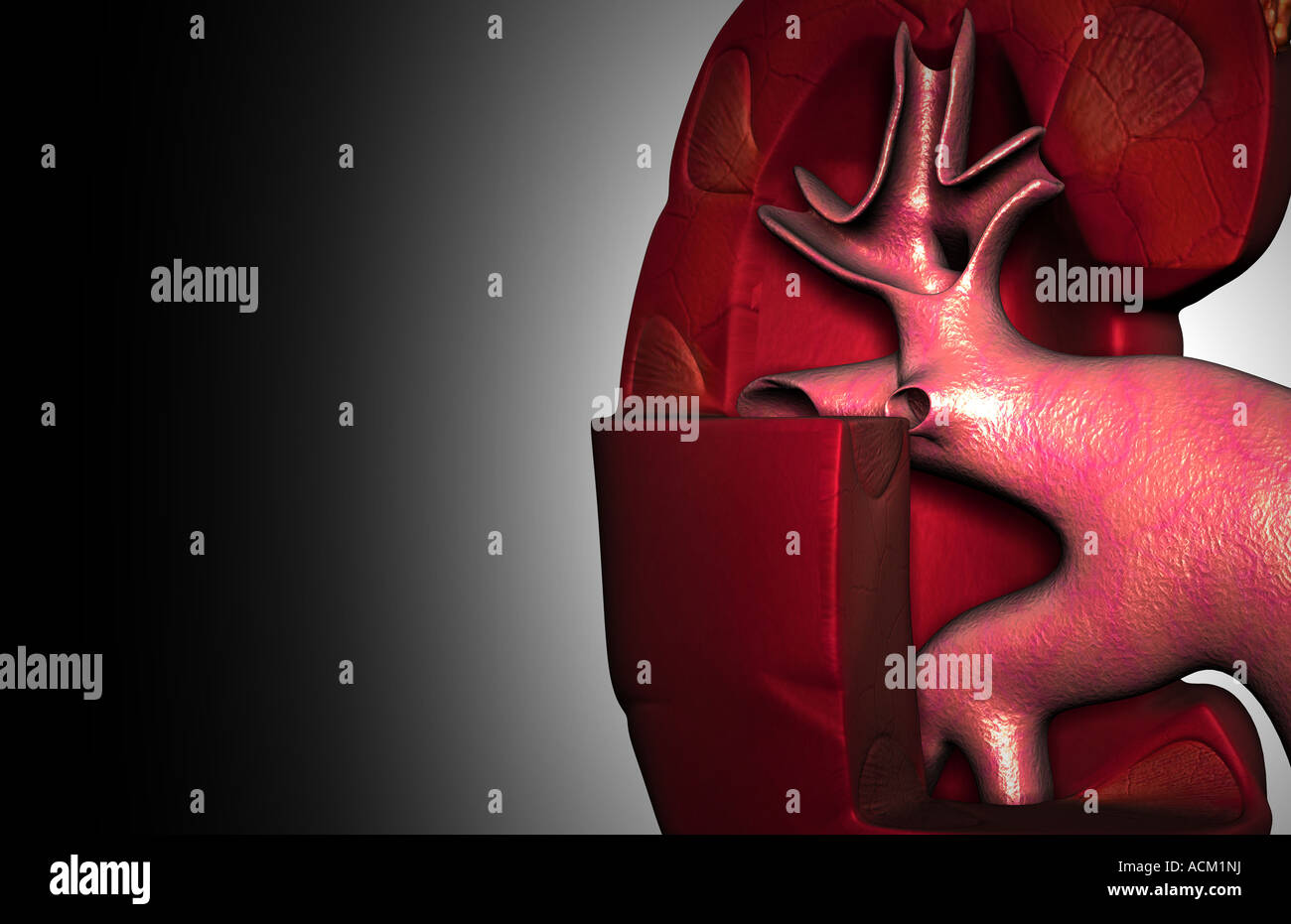 Renal Medulla High Resolution Stock Photography and Images - Alamy