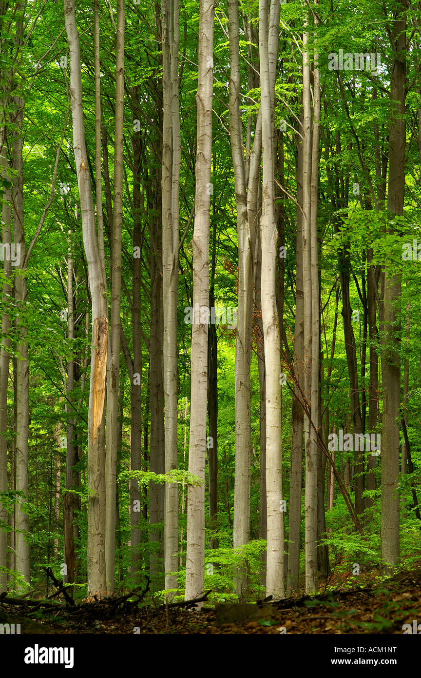Deep green beech tree in central Slovakia Stock Photo - Alamy