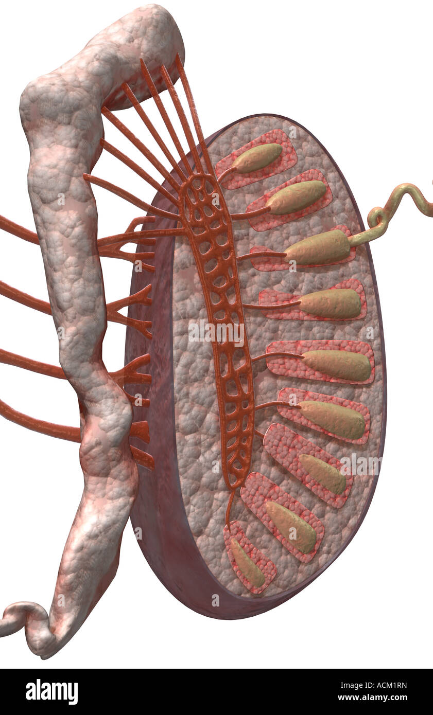 Spermatogenesis hi-res stock photography and images - Alamy