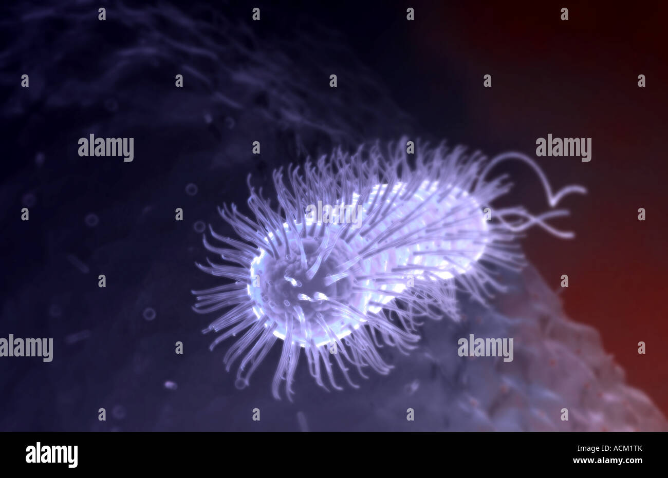 Helicobacter pylori bacterium hi-res stock photography and images - Alamy