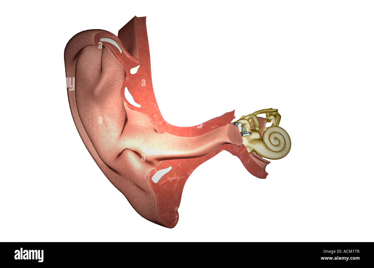 Anatomy of the ear Stock Photo - Alamy
