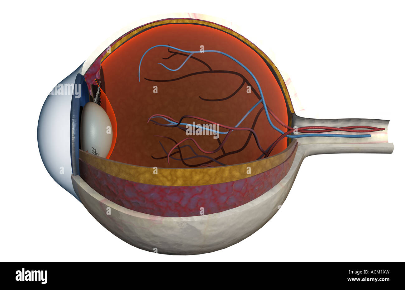 Structure of the eye Stock Photo - Alamy