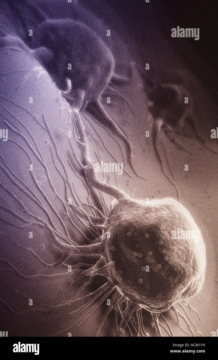 Cancer cells side by side hi-res stock photography and images - Alamy