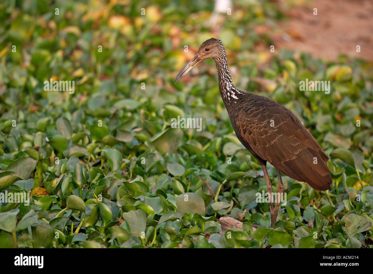 North american limpkin hi-res stock photography and images - Alamy