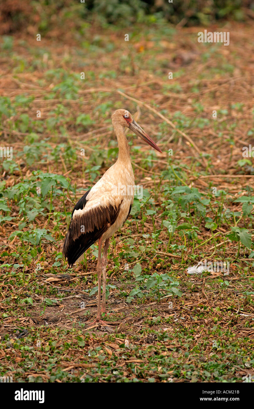 Maguari hi-res stock photography and images - Alamy