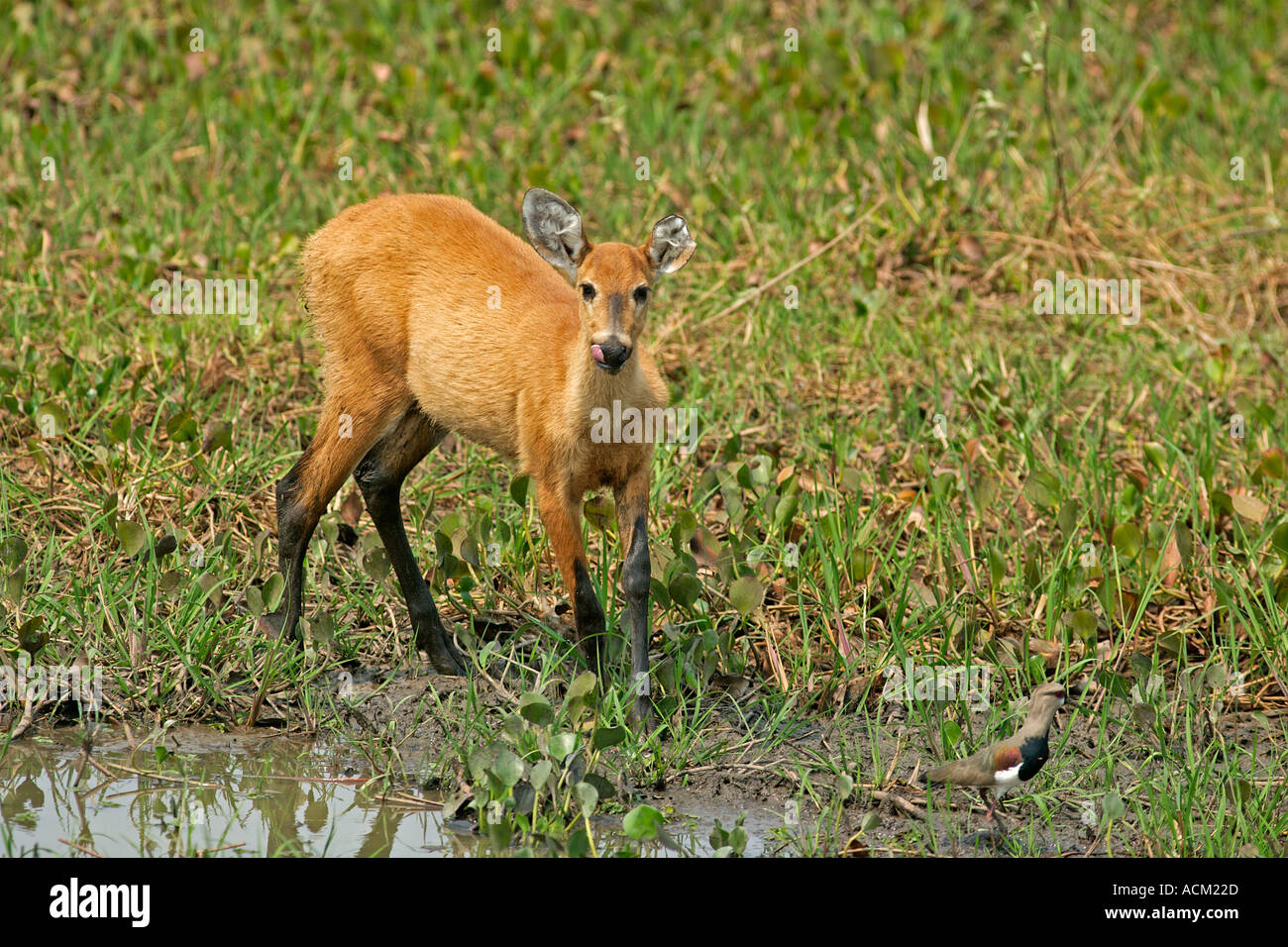 Blastocerus dichotomus hi-res stock photography and images - Alamy