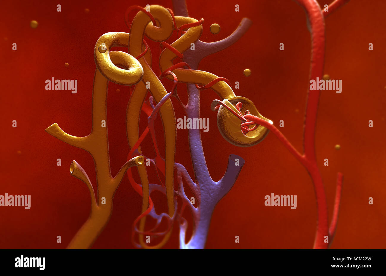 Glomerulus hi-res stock photography and images - Alamy