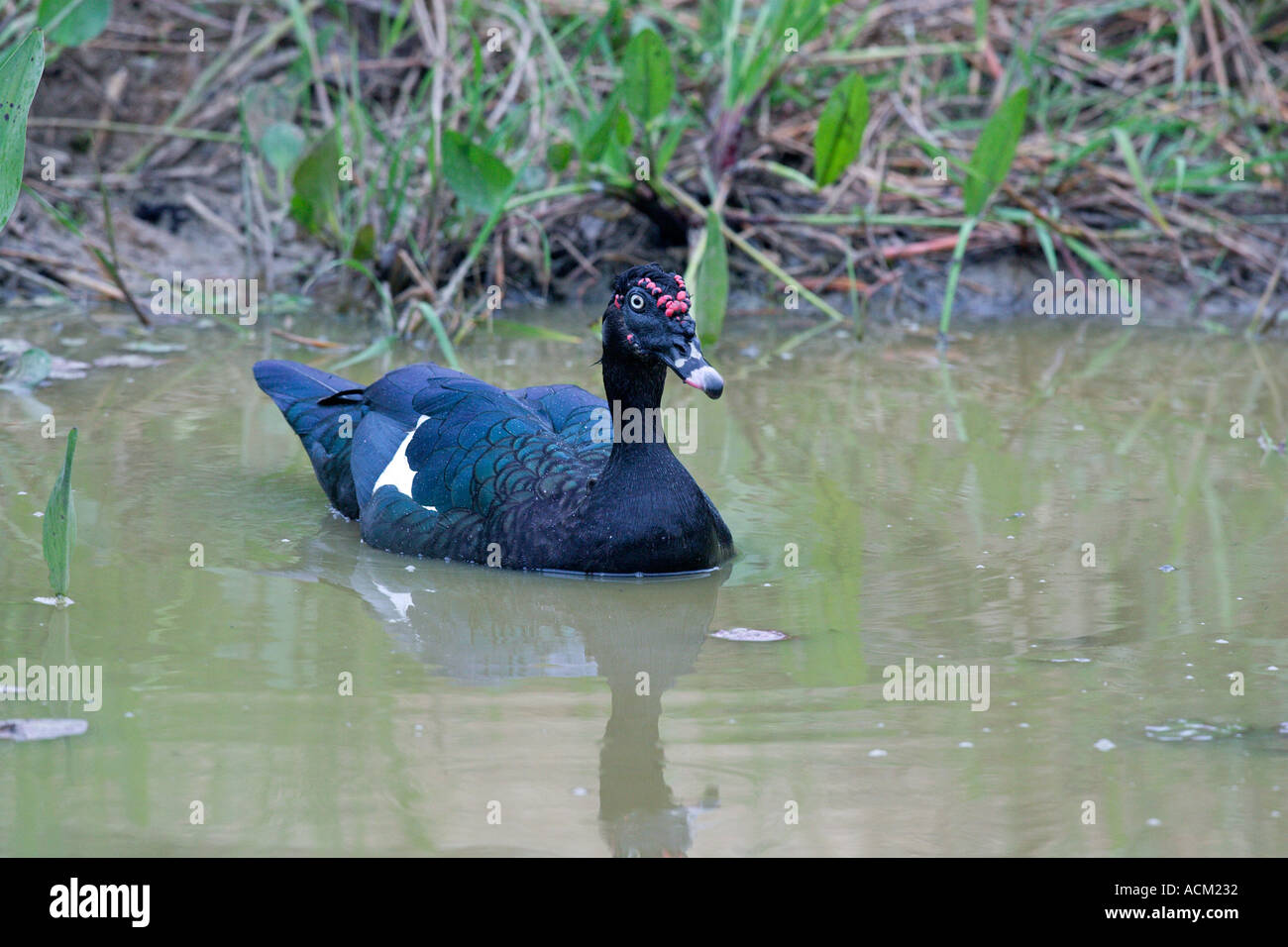 MUSCOVERY DUCK Cairina moschata Stock Photo - Alamy