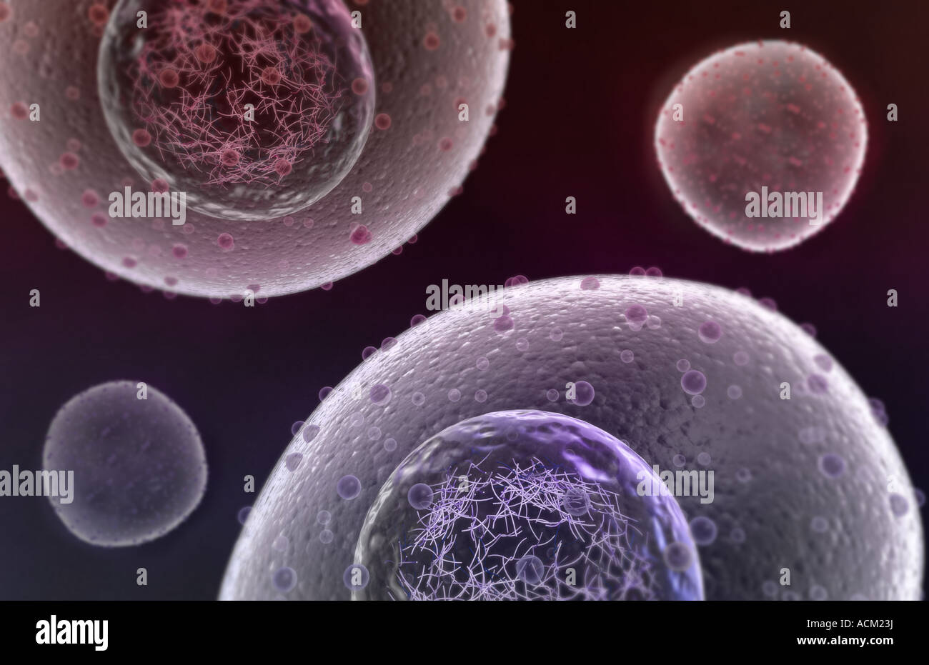 Diploid cells hi-res stock photography and images - Alamy