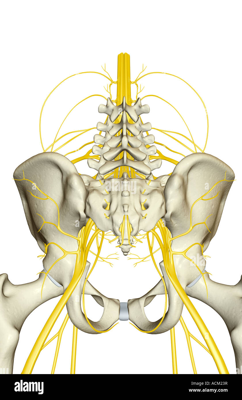 Nerve supply of the pelvis Stock Photo - Alamy