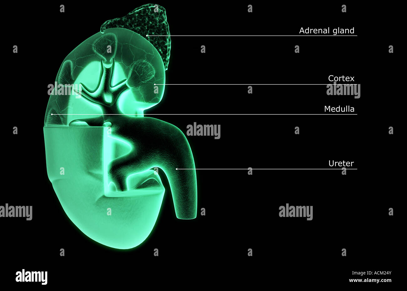 Major Calyx Stock Photos & Major Calyx Stock Images - Alamy