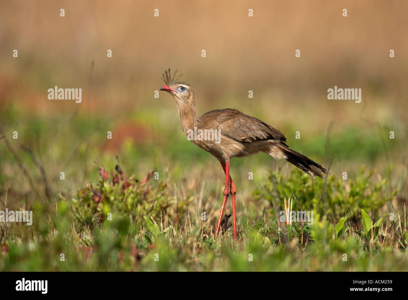 RED LEGGED SERIEMA Cariama cristata Stock Photo - Alamy