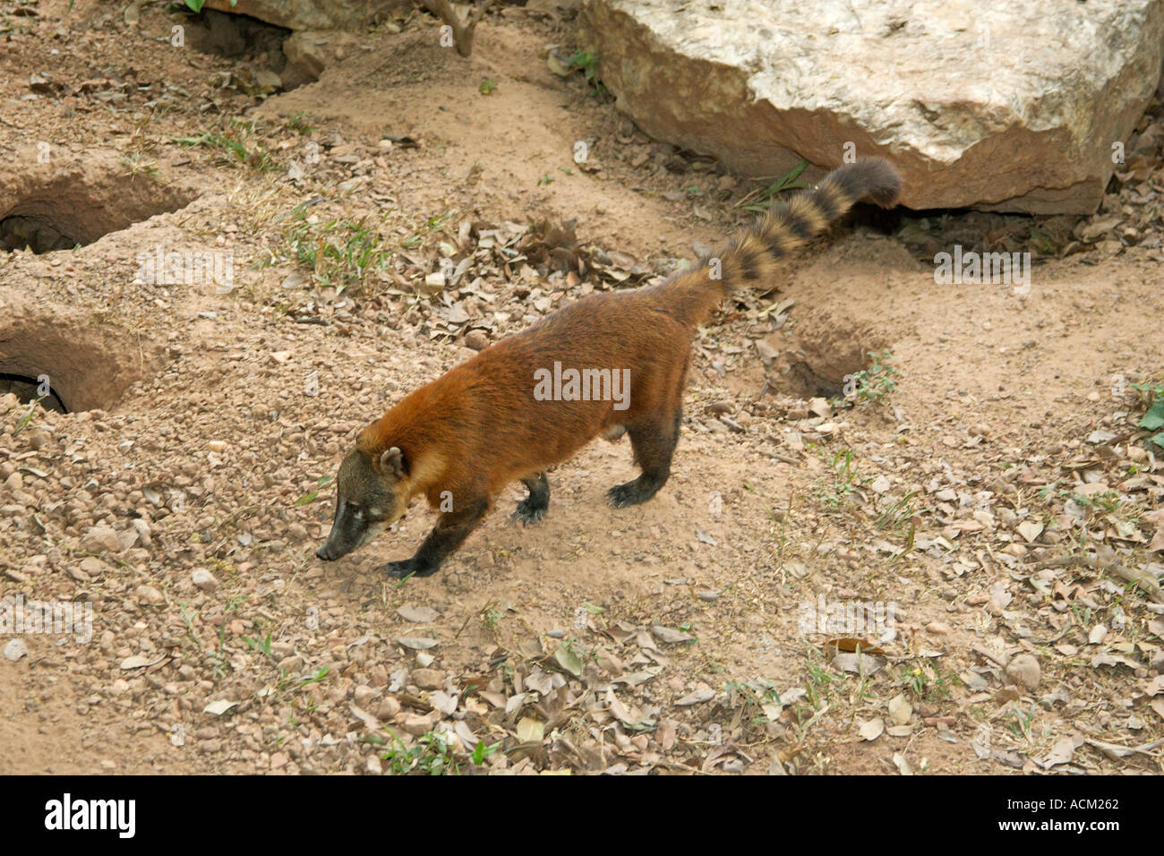 RING TAILED COATI Nasua nasua Stock Photo - Alamy