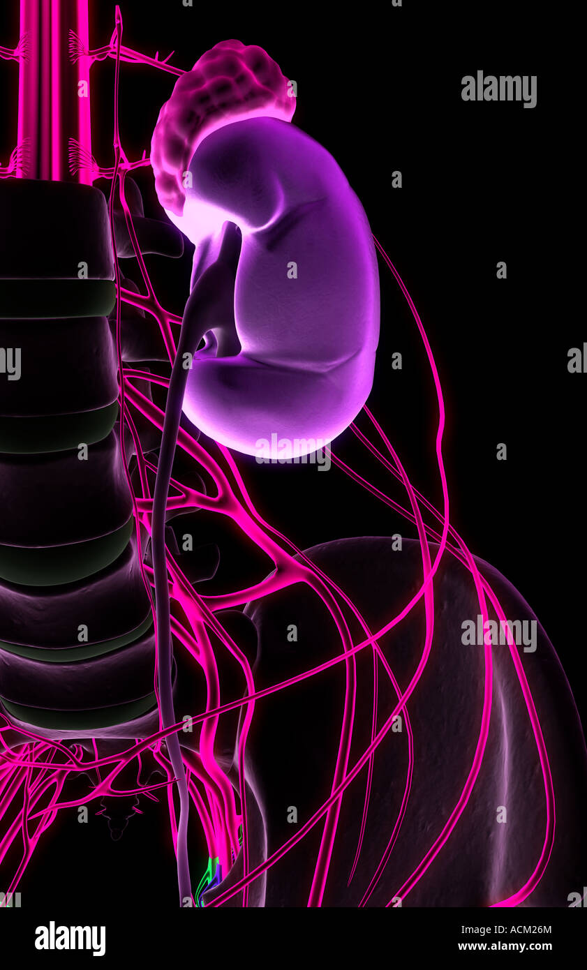 Nerve supply of the urinary system Stock Photo - Alamy
