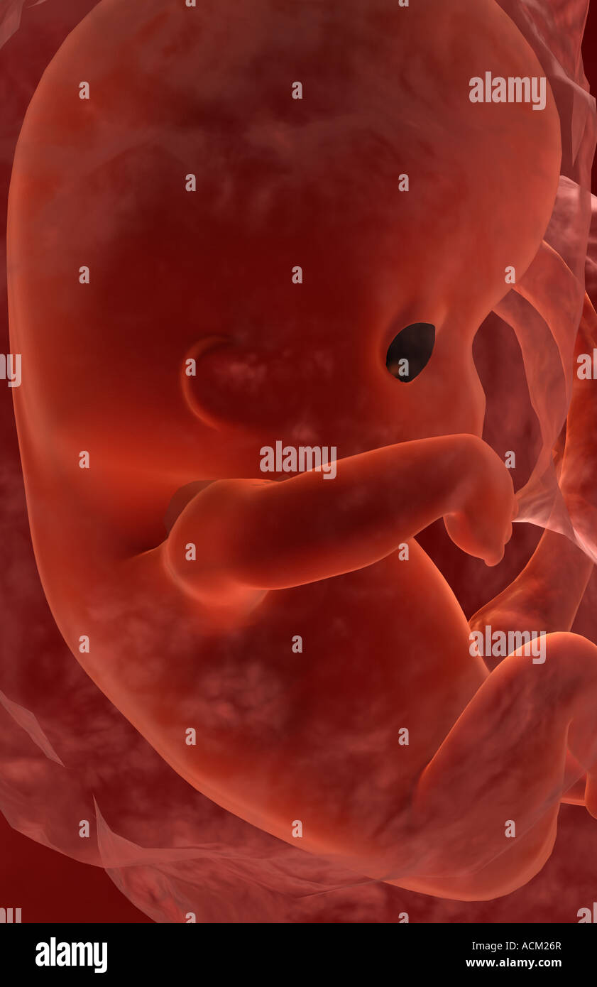 Growth embryonic period hi-res stock photography and images - Alamy