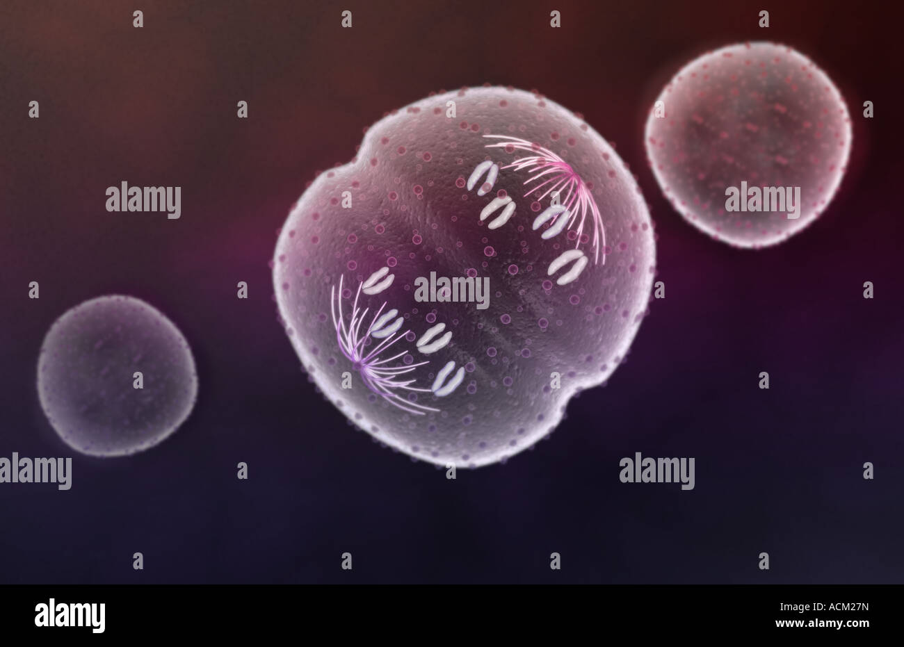 Mitosis hi-res stock photography and images - Alamy