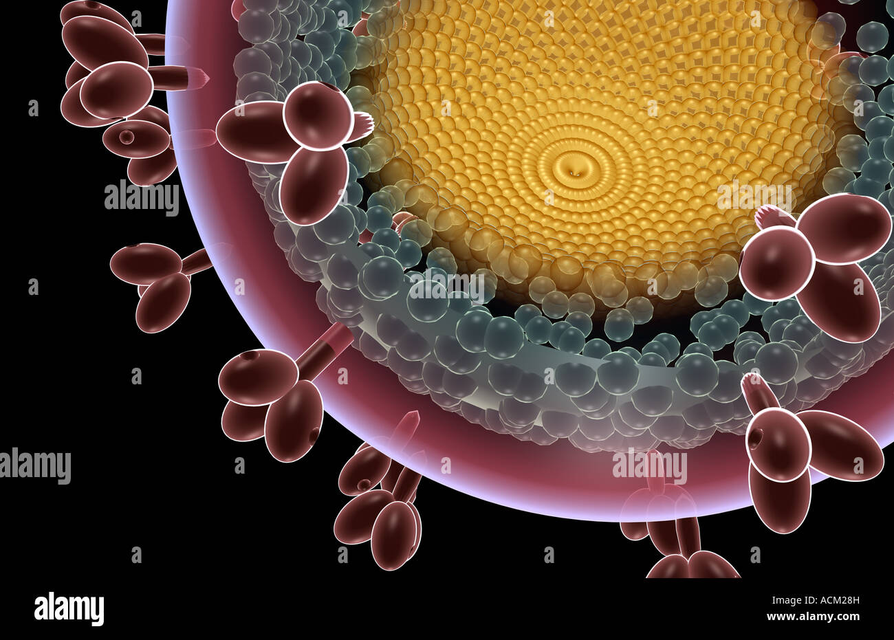 Hiv structure hi-res stock photography and images - Alamy