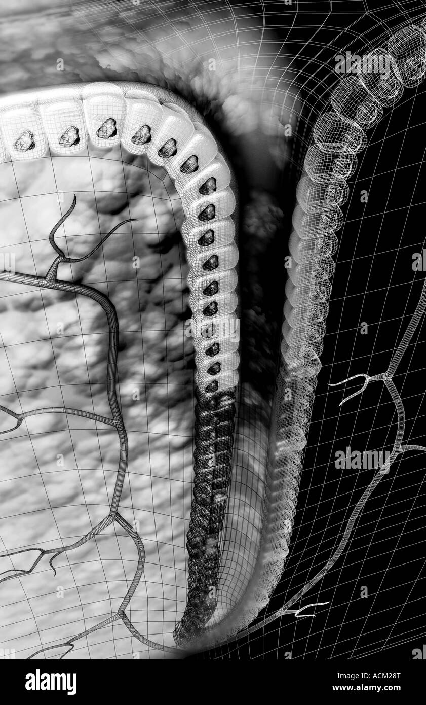 Pylorus Black and White Stock Photos & Images - Alamy