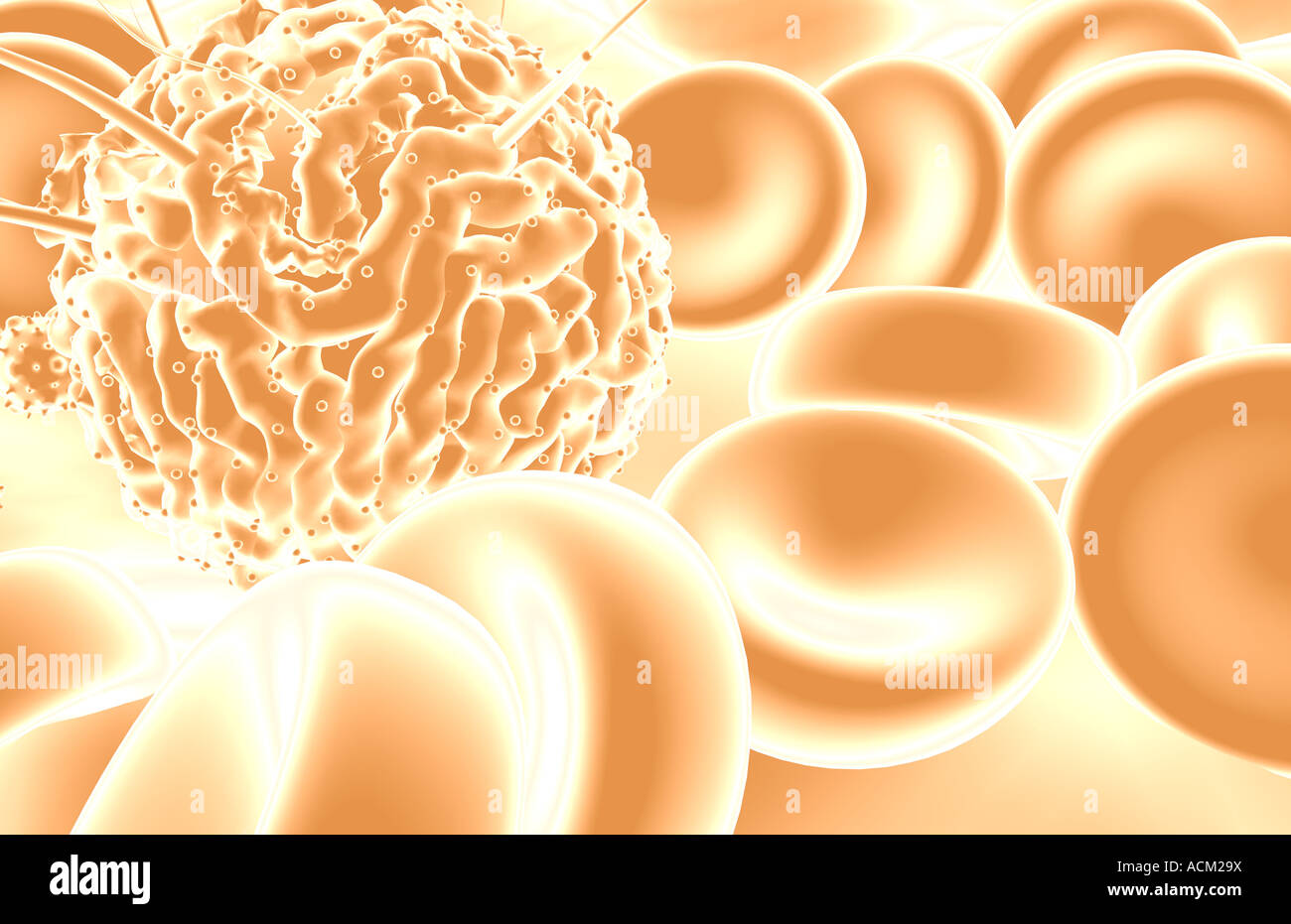 Lymphocytes and other blood cells hi-res stock photography and images ...