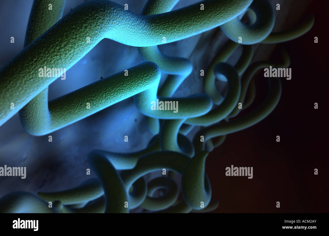 Lyme disease bacteria Stock Photo - Alamy