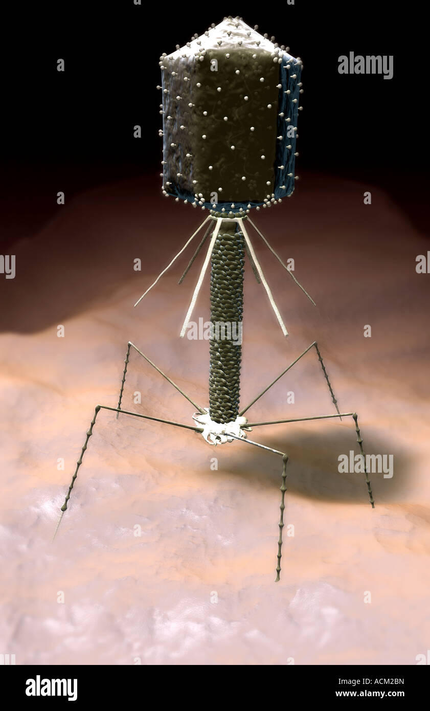 Bacteriophage hi-res stock photography and images - Alamy