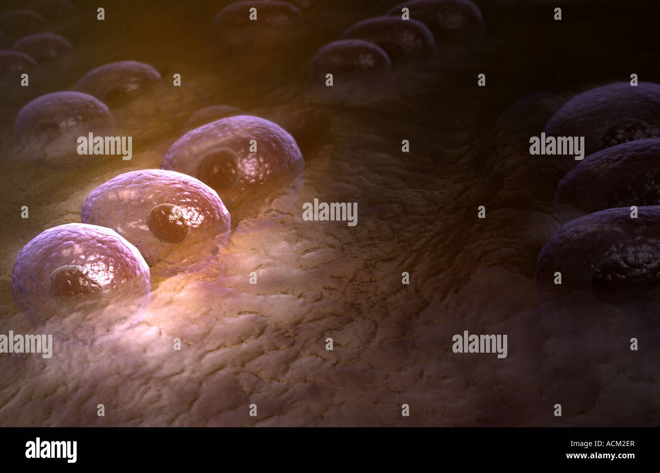 Hyaline cartilage hi-res stock photography and images - Alamy