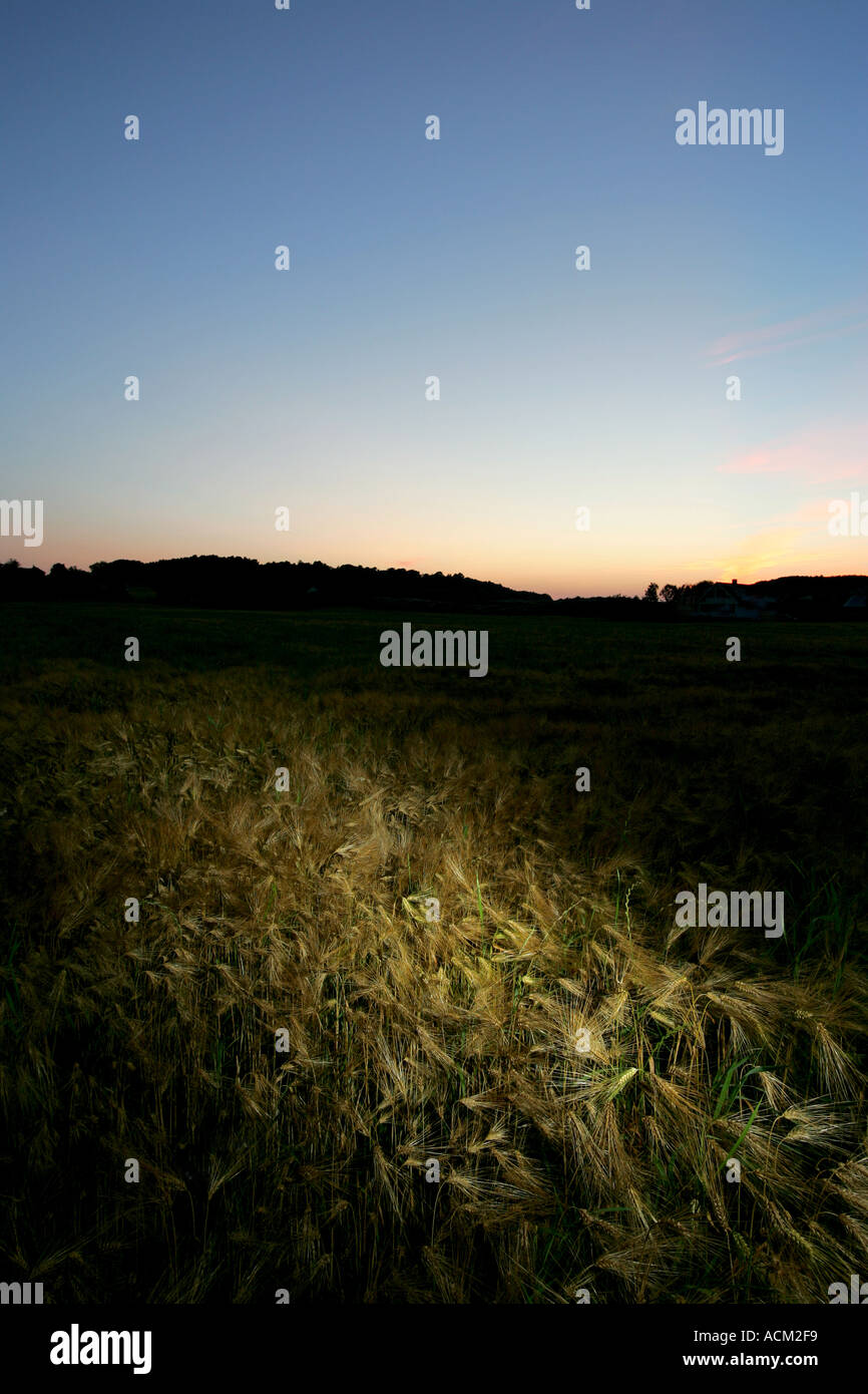 Wheat field at dawn Stock Photo - Alamy