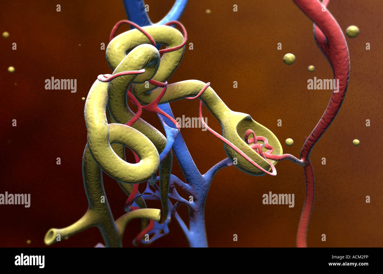 Glomerulus hi-res stock photography and images - Alamy