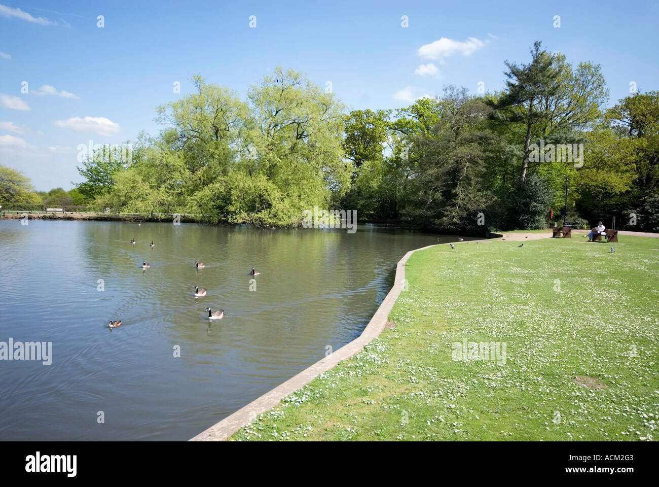 Forty Hall duck pond in Enfield North London Stock Photo - Alamy