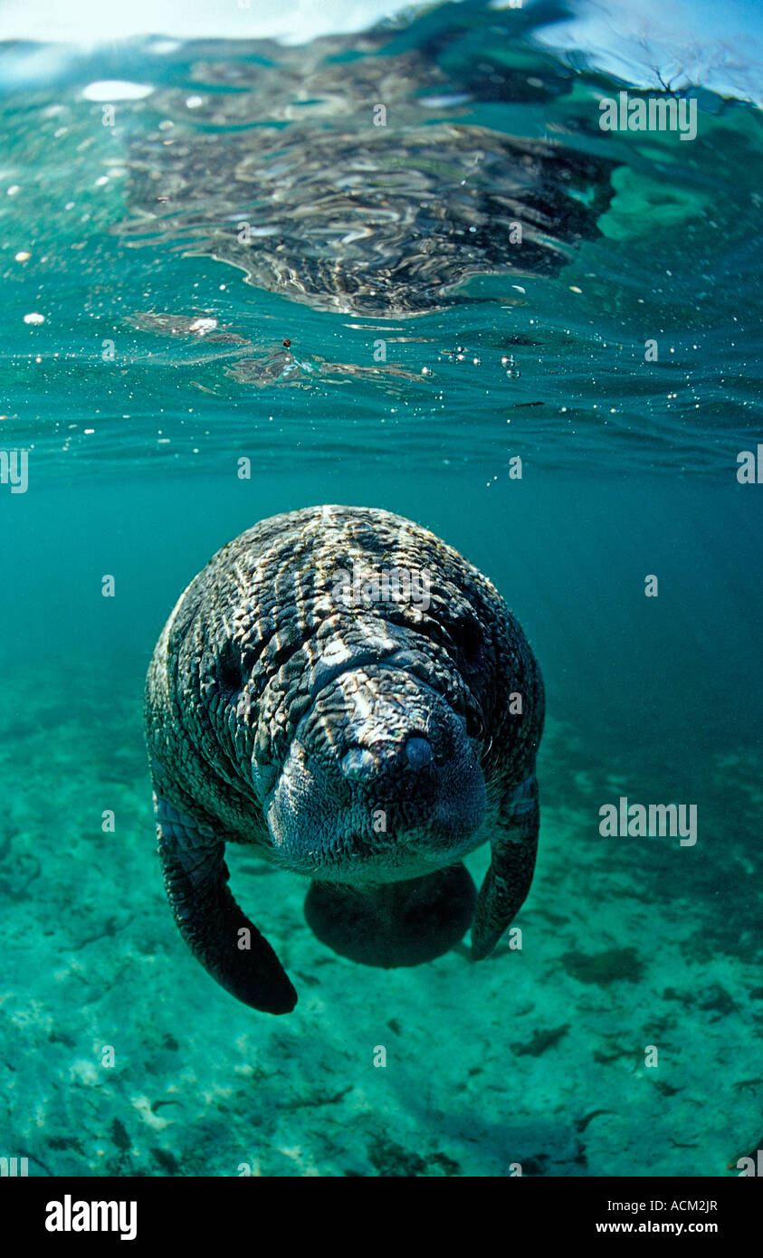 Manatee Florida Calf High Resolution Stock Photography and Images - Alamy