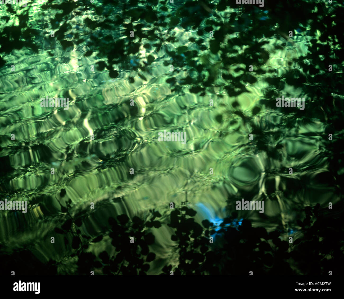 Trees and reflections of trees on water in an old mill pond ...