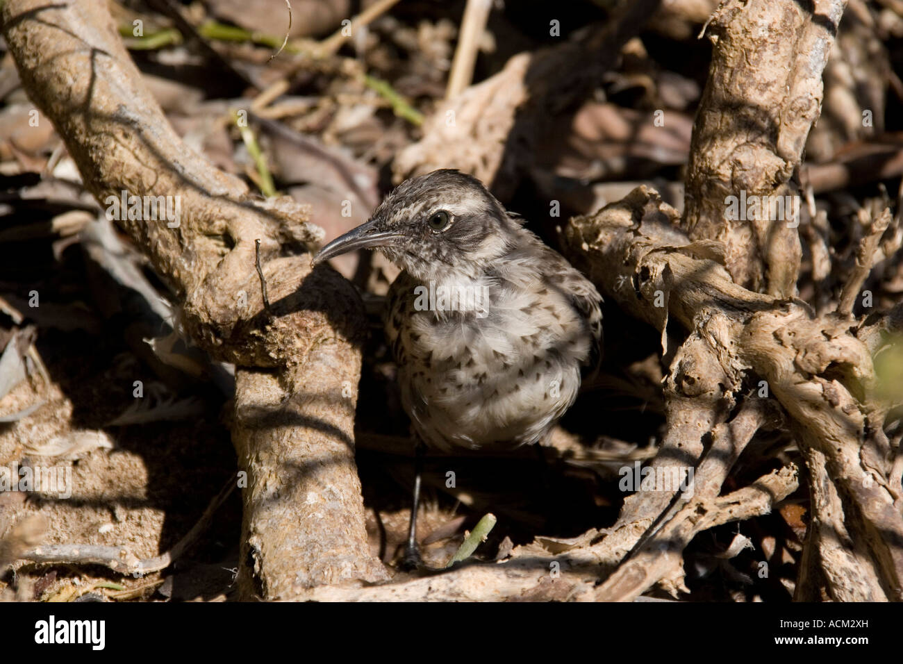 Galapagos Mockingbird photographed on Genovesa island Galapagos Stock ...