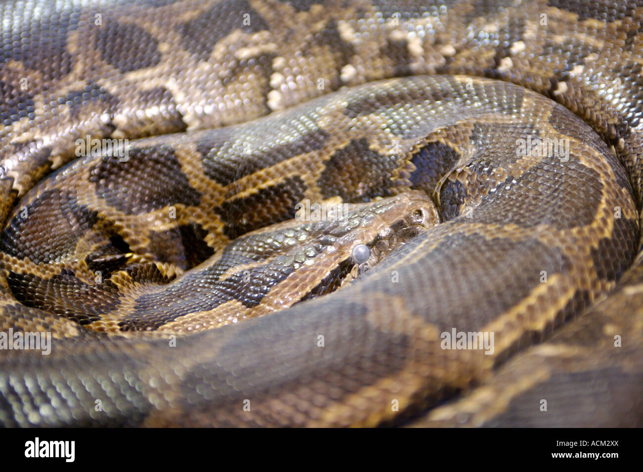 Python coiled hi-res stock photography and images - Alamy