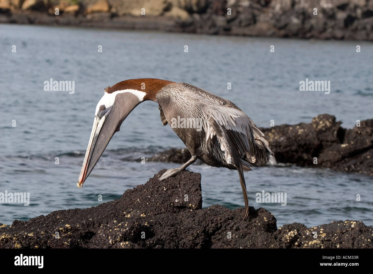 Brown Pelican stretching Stock Photo - Alamy