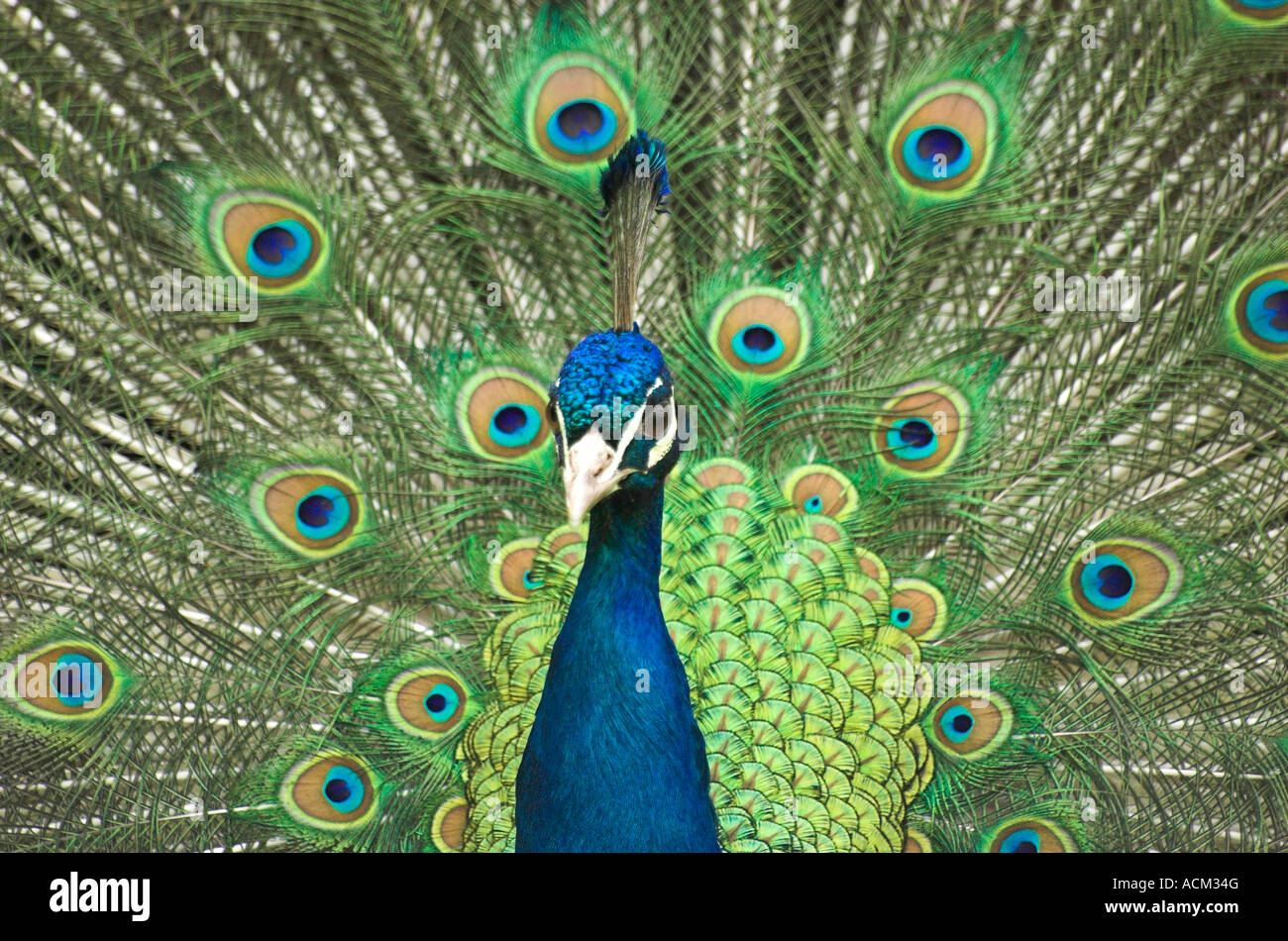 Peacock at Castle Howard, North Yorkshire Stock Photo - Alamy