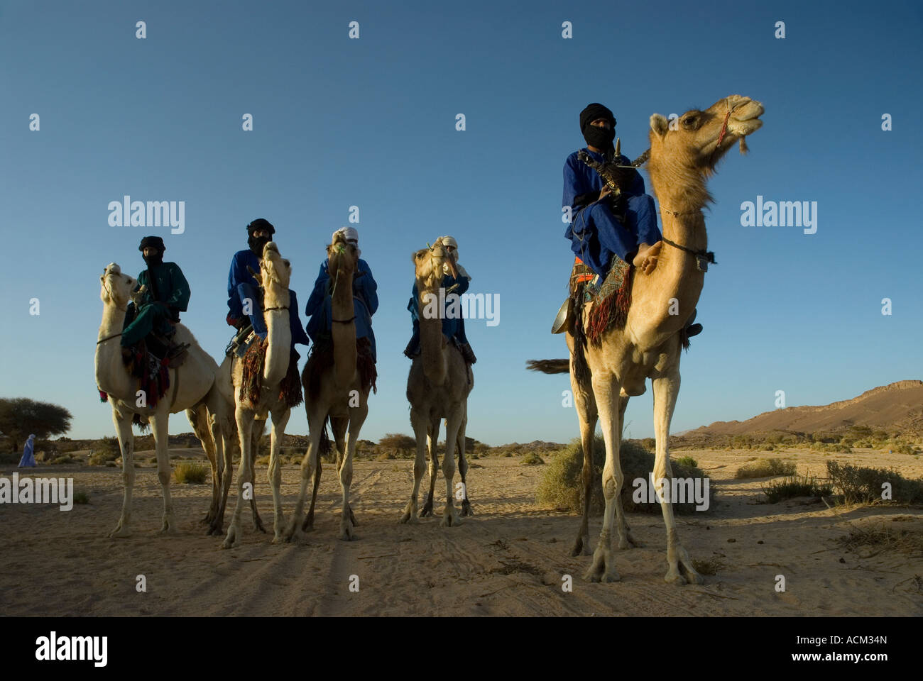 Camel warriors hi-res stock photography and images - Alamy