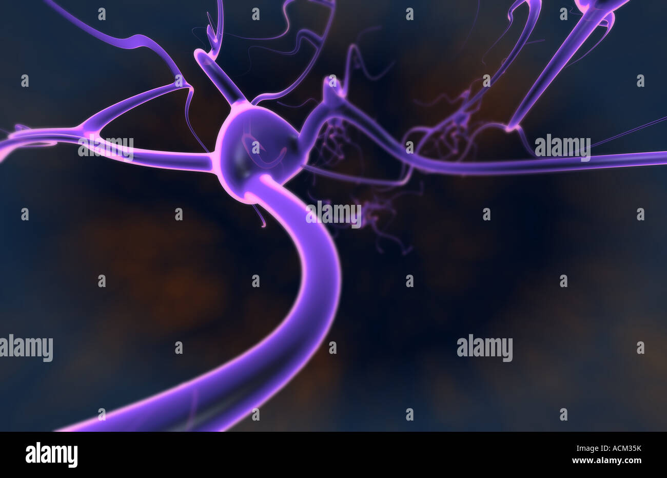 Human motor neurons hi-res stock photography and images - Alamy