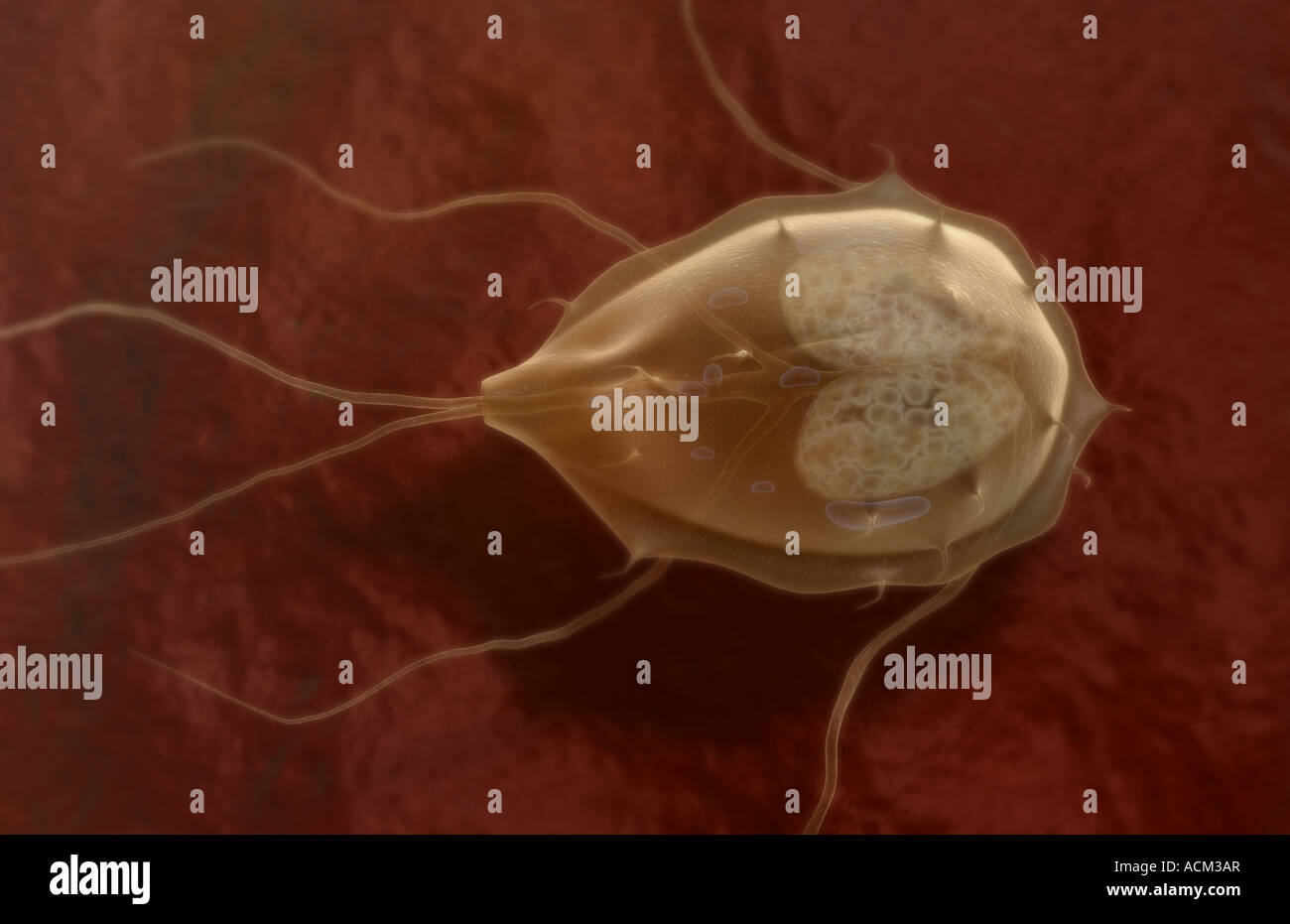 Giardia lamblia hi-res stock photography and images - Alamy