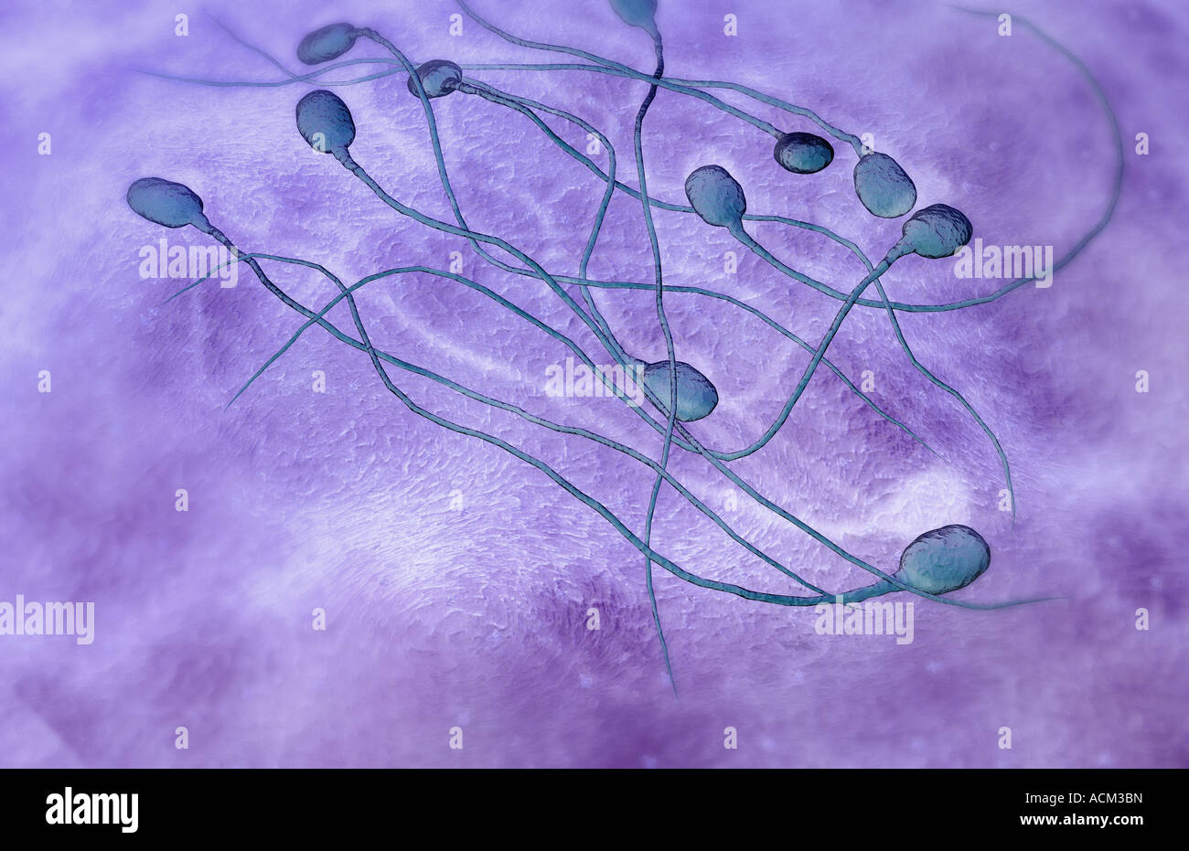 Human Sperm Cells Stock Photos & Human Sperm Cells Stock Images - Alamy