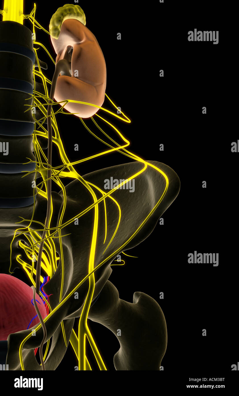 Nerve supply of the urinary system Stock Photo - Alamy