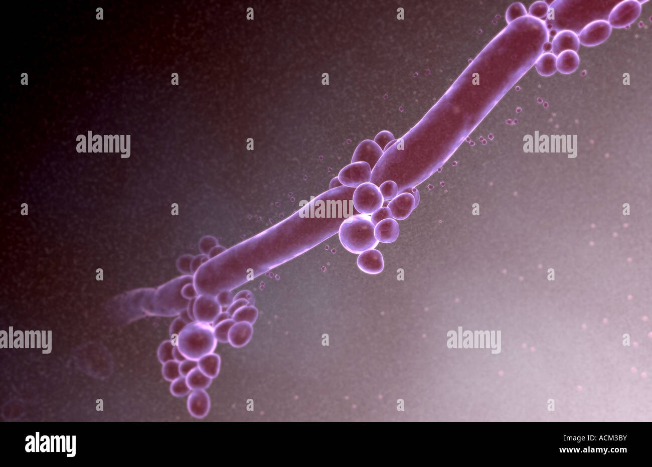 Candida albicans illustration hi-res stock photography and images - Alamy