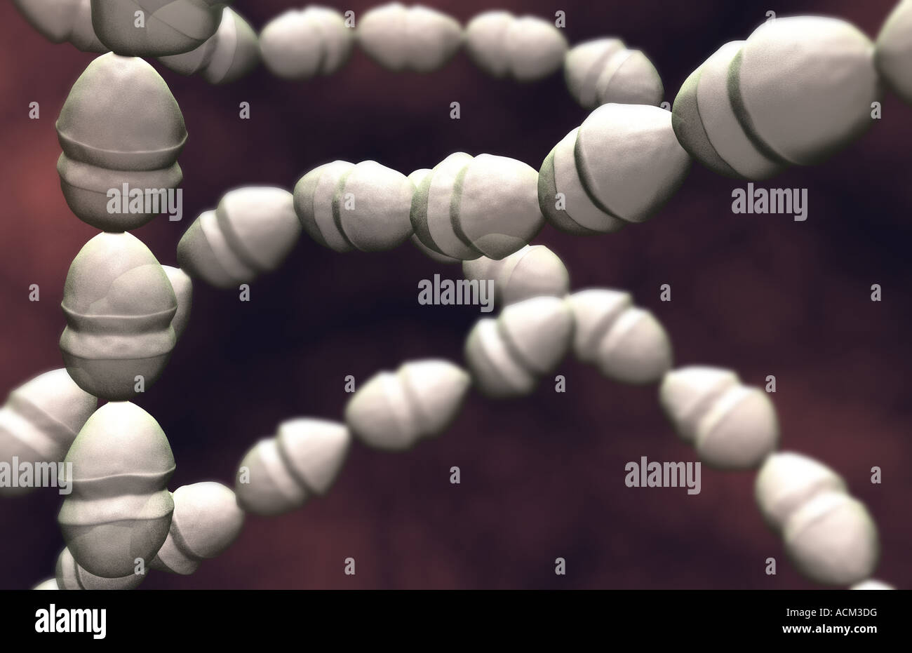 Streptococcus mutans bacteria hi-res stock photography and images - Alamy