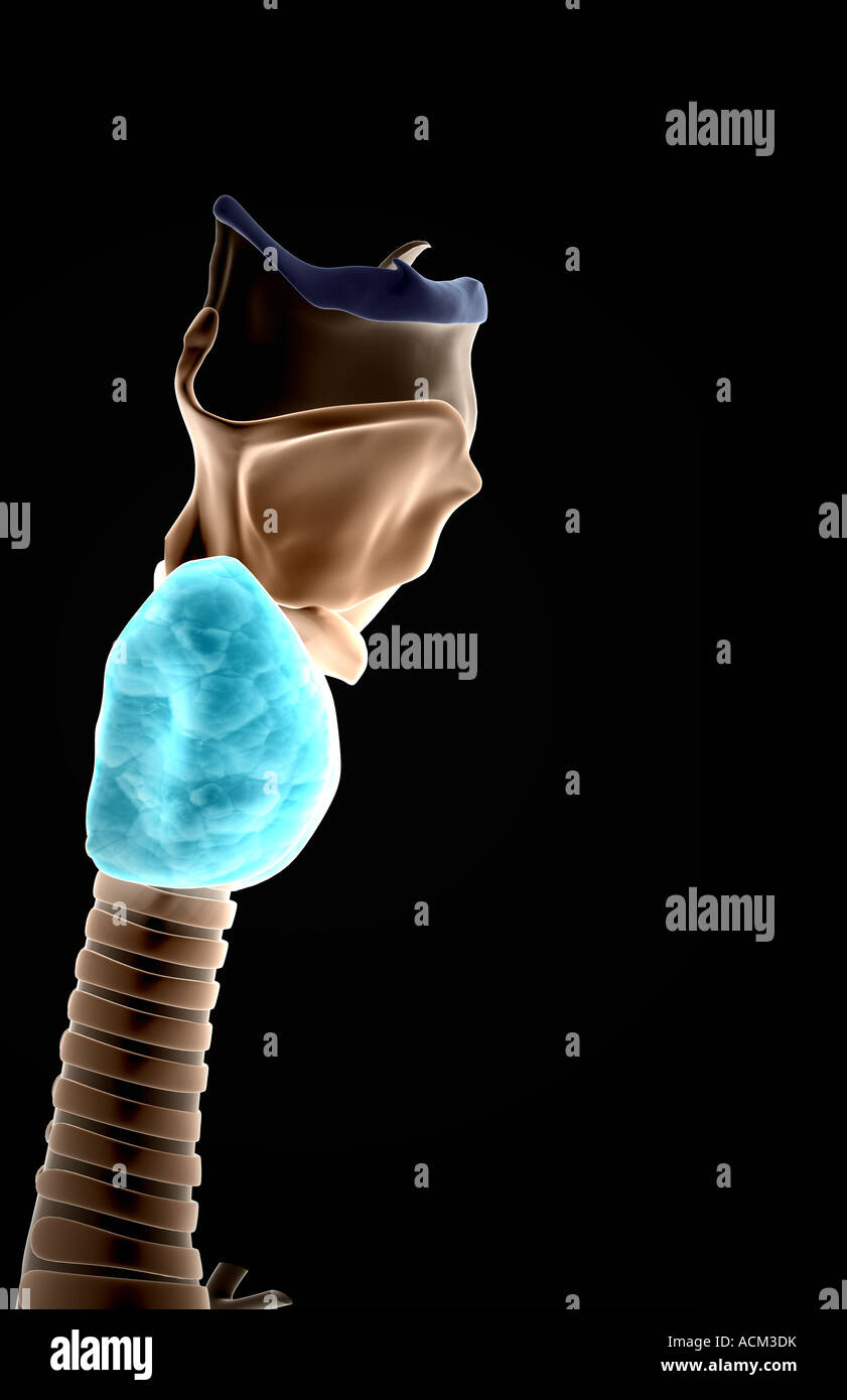 Larynx hi-res stock photography and images - Alamy