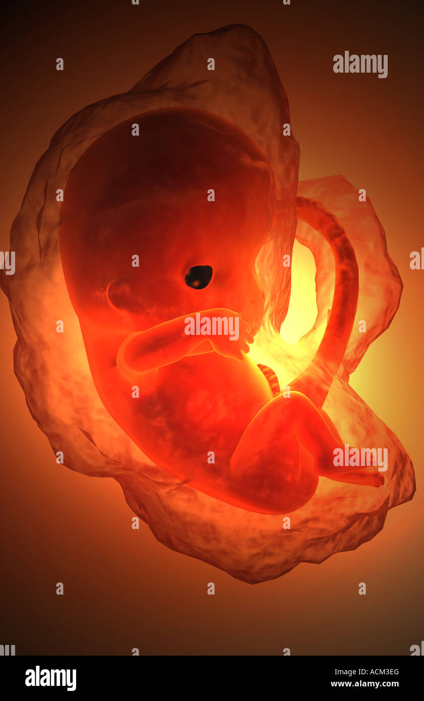 Human embryo development hi-res stock photography and images - Alamy