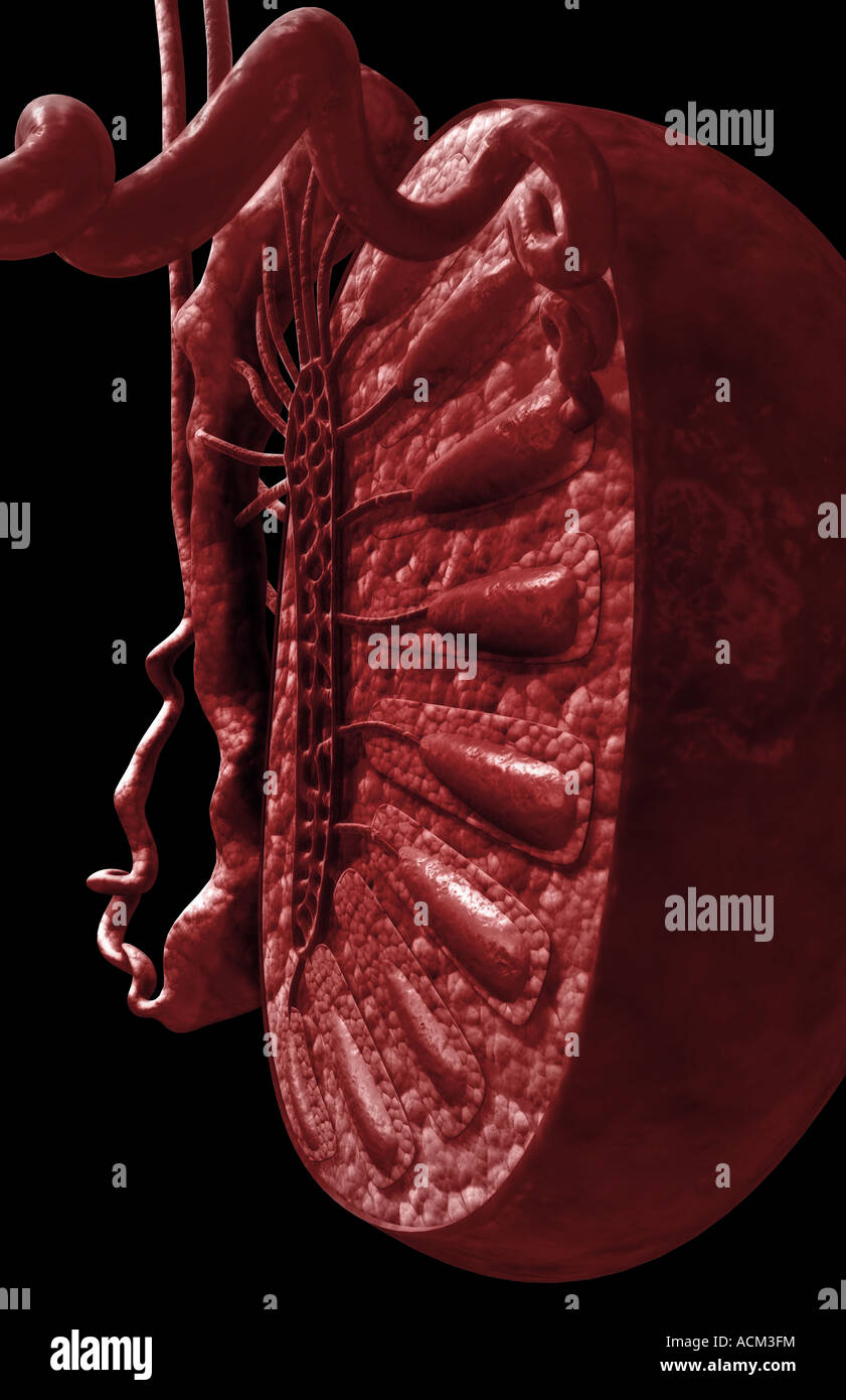 Epididymis hi-res stock photography and images - Alamy